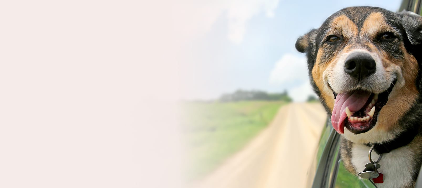 Les 10 maladies les plus courantes chez le chien